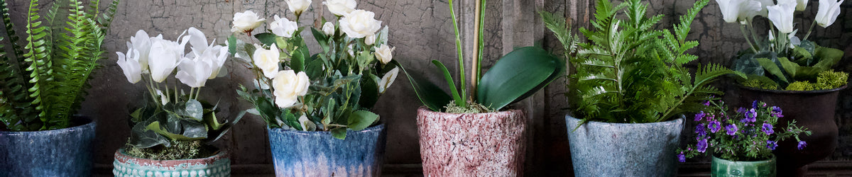Potted Plants – Holly Keeling Interiors
