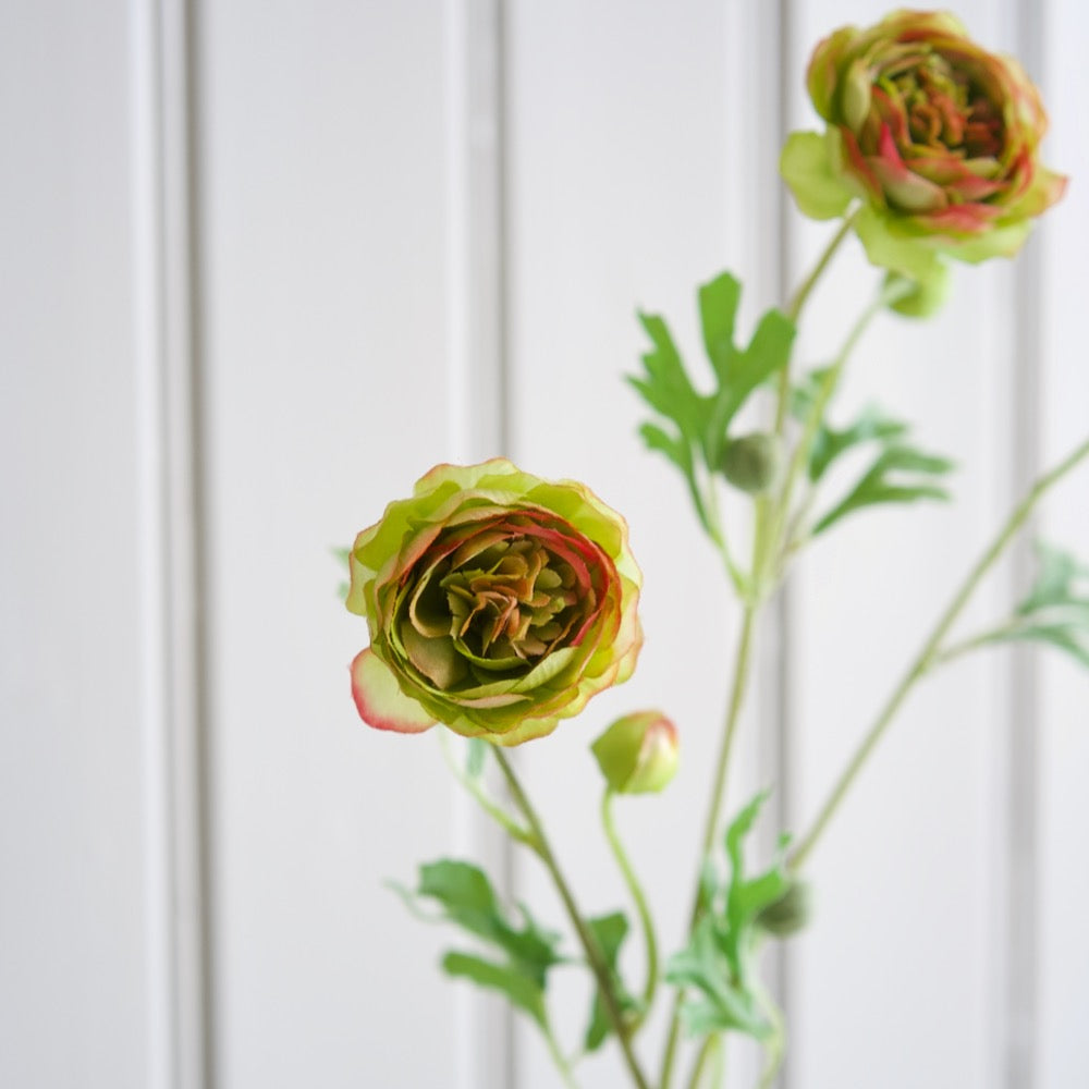 Green Ranunculus Stem – Holly Keeling Interiors