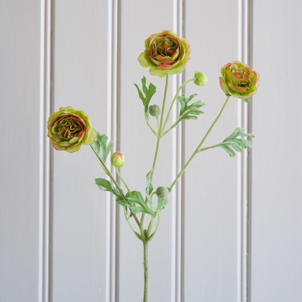 Green Ranunculus Stem – Holly Keeling Interiors